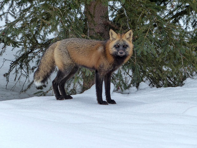 Animal Zorro Fauna Silvestre - Foto gratis en Pixabay