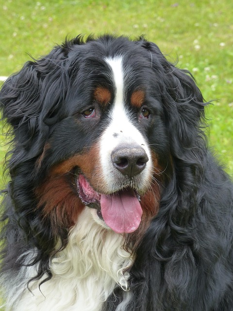 Animal Dog Mammal Bernese Mountain - Free photo on Pixabay - Pixabay