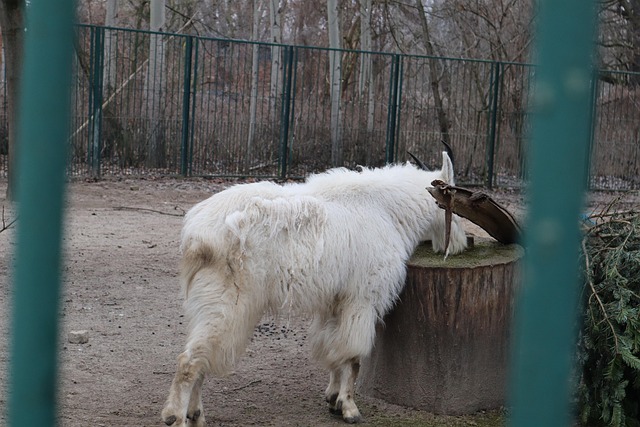 Chèvre Zoo Animal - Photo gratuite sur Pixabay - Pixabay