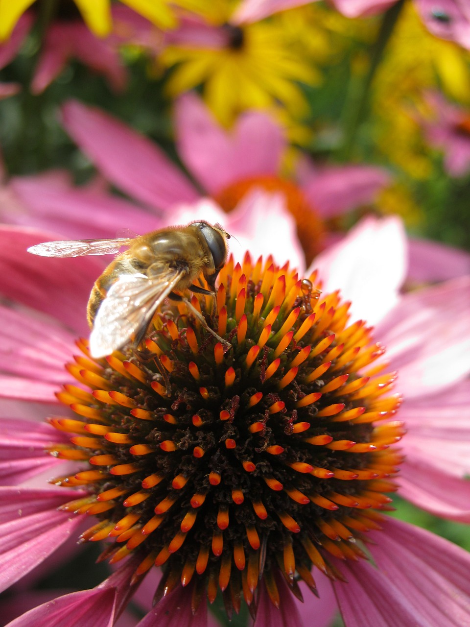 Bloem Zweefvliegen Insect Paarse - Gratis foto op Pixabay - Pixabay