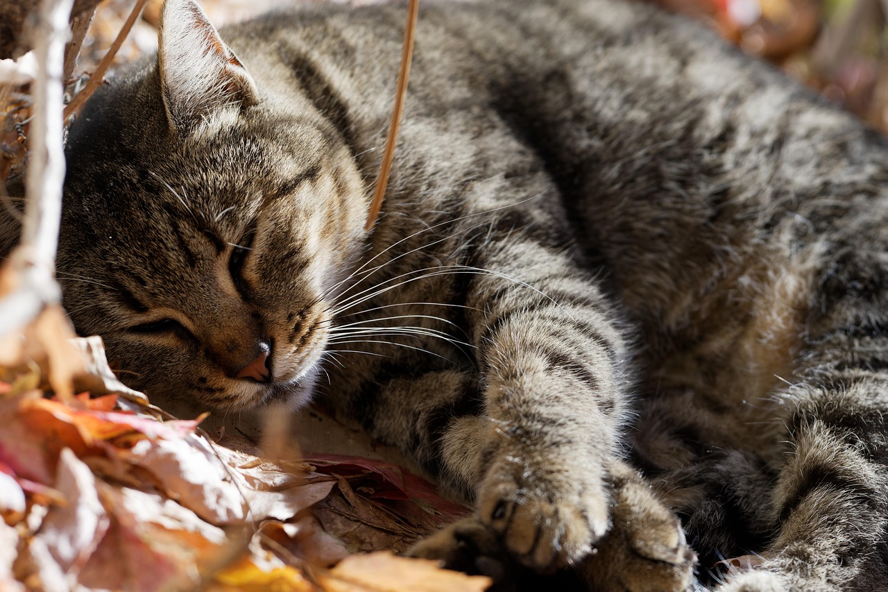Animal Felino Gato Bicho De - Foto gratuita no Pixabay - Pixabay