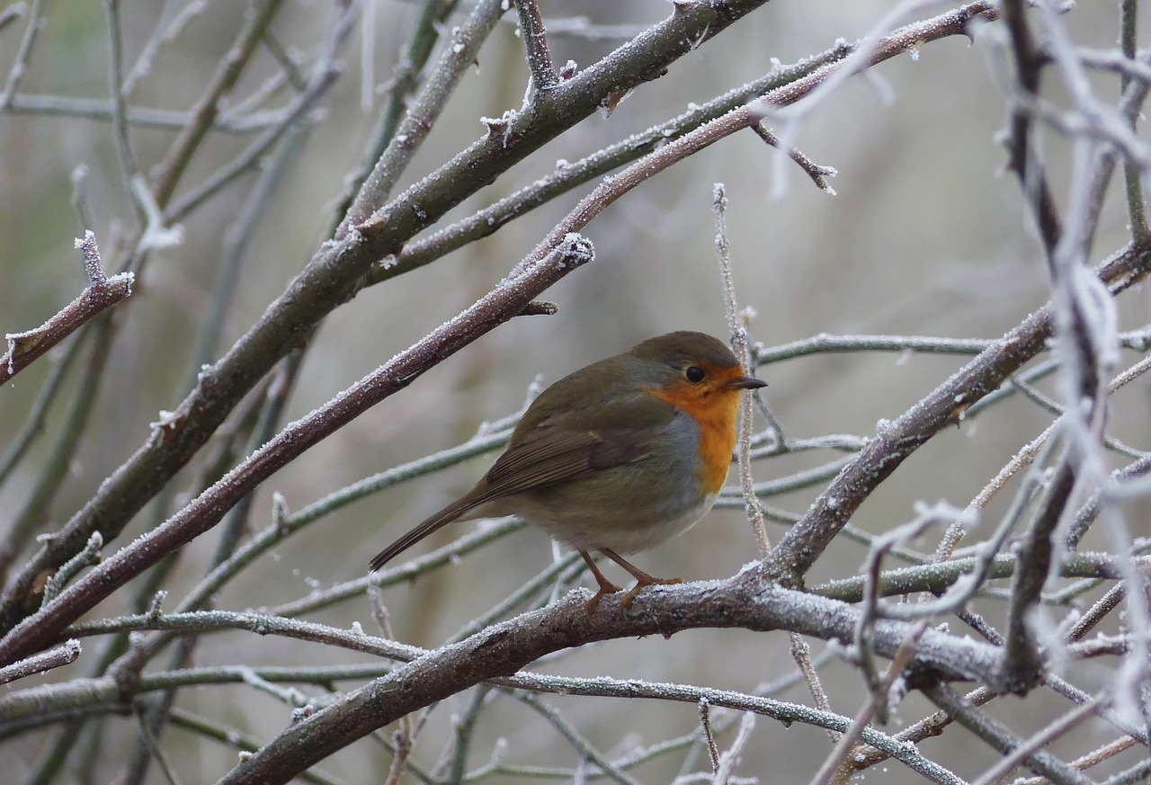 3,000+ Free Robin & Nature Images - Pixabay