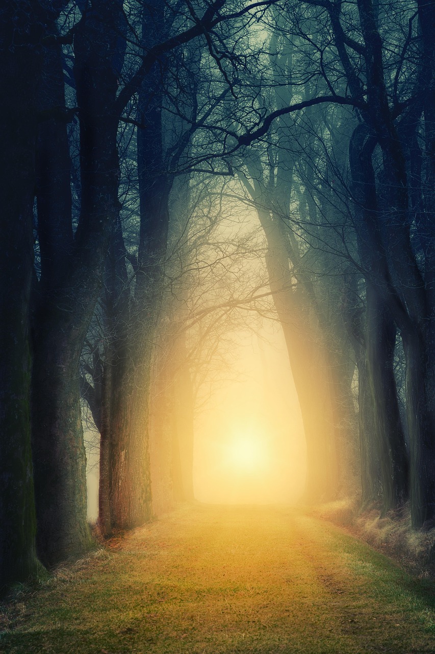 Alley Nature Forest - Free photo on Pixabay