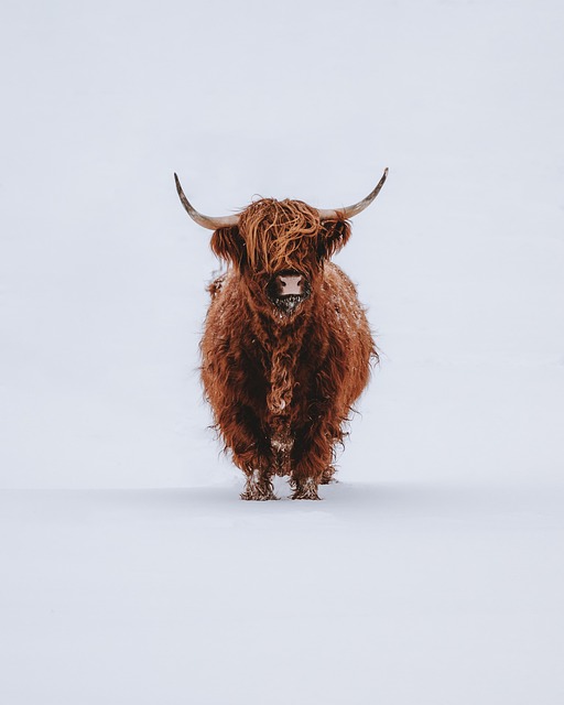 8,000+ Free Cattle & Cow Images - Pixabay