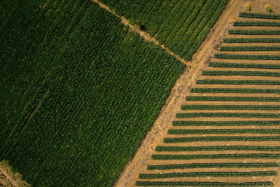 Plantation Farm Pineapple - Free photo on Pixabay