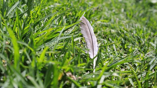 La Plume Oiseau Plumage - Photo gratuite sur Pixabay - Pixabay