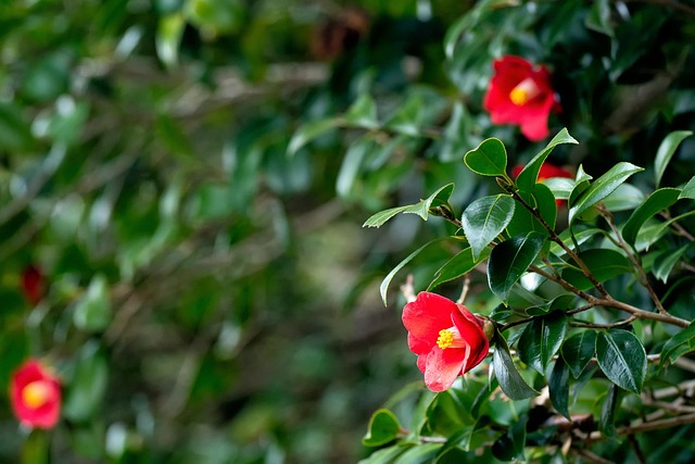 Peste 700 de imagini gratuite cu Camelie și Camelia - Pixabay