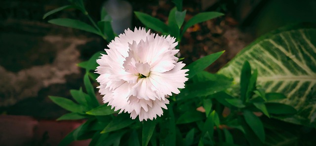 1,000+ Free 카네이션 & Carnation Images - Pixabay