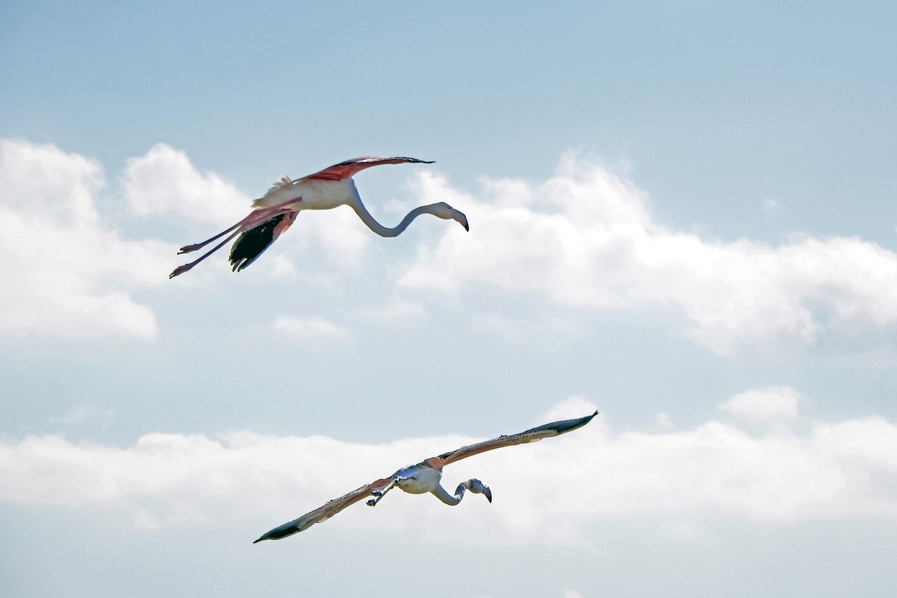 Flamingos Flying In The Sky