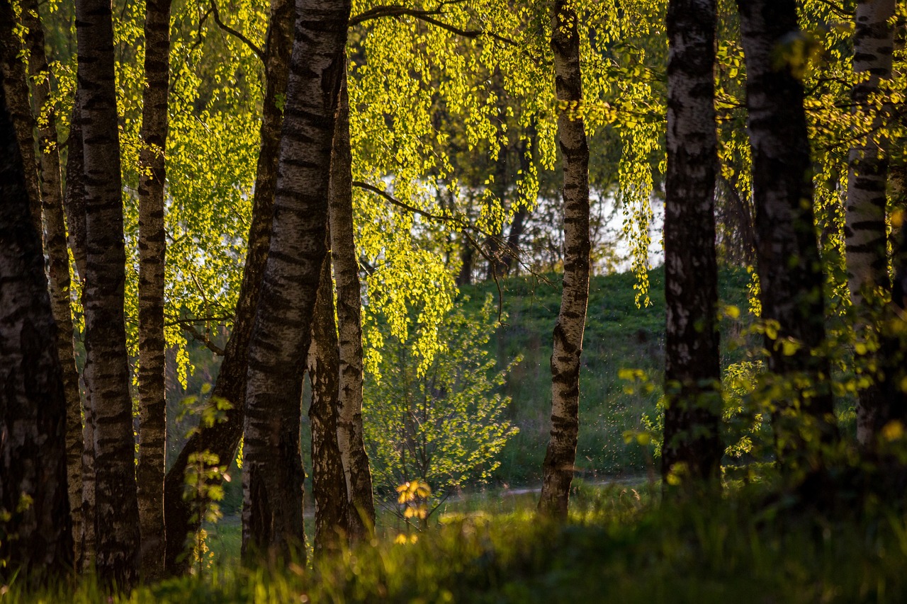 Grove Birches Forest Free Photo On Pixabay Pixabay Grove Birches Forest Free Photo On Pixabay Pixabay