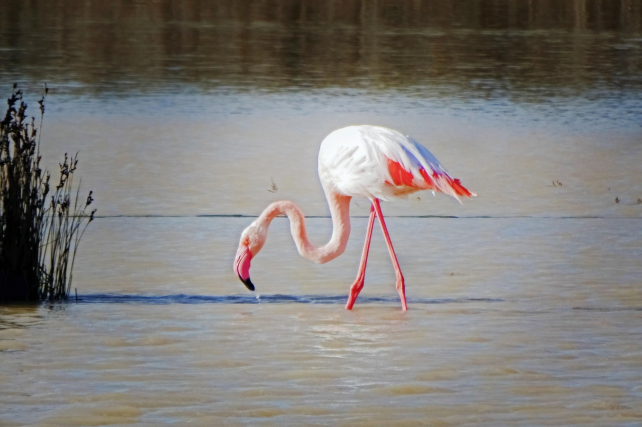 Flamingo Vogel See - Kostenloses Foto auf Pixabay - Pixabay