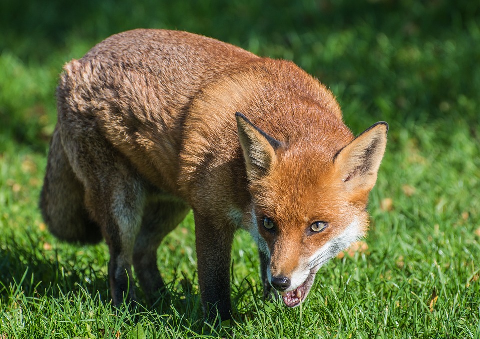 Fox Canine Animal - Free photo on Pixabay