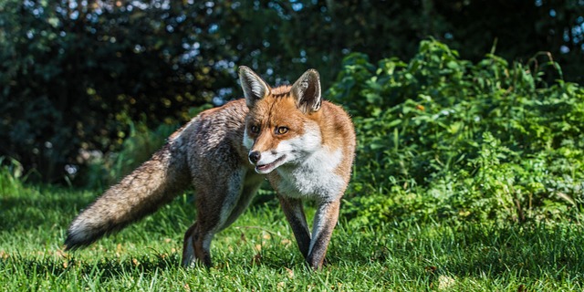 Page 3 - 3,000+ Free Fox、 & Nature Images - Pixabay