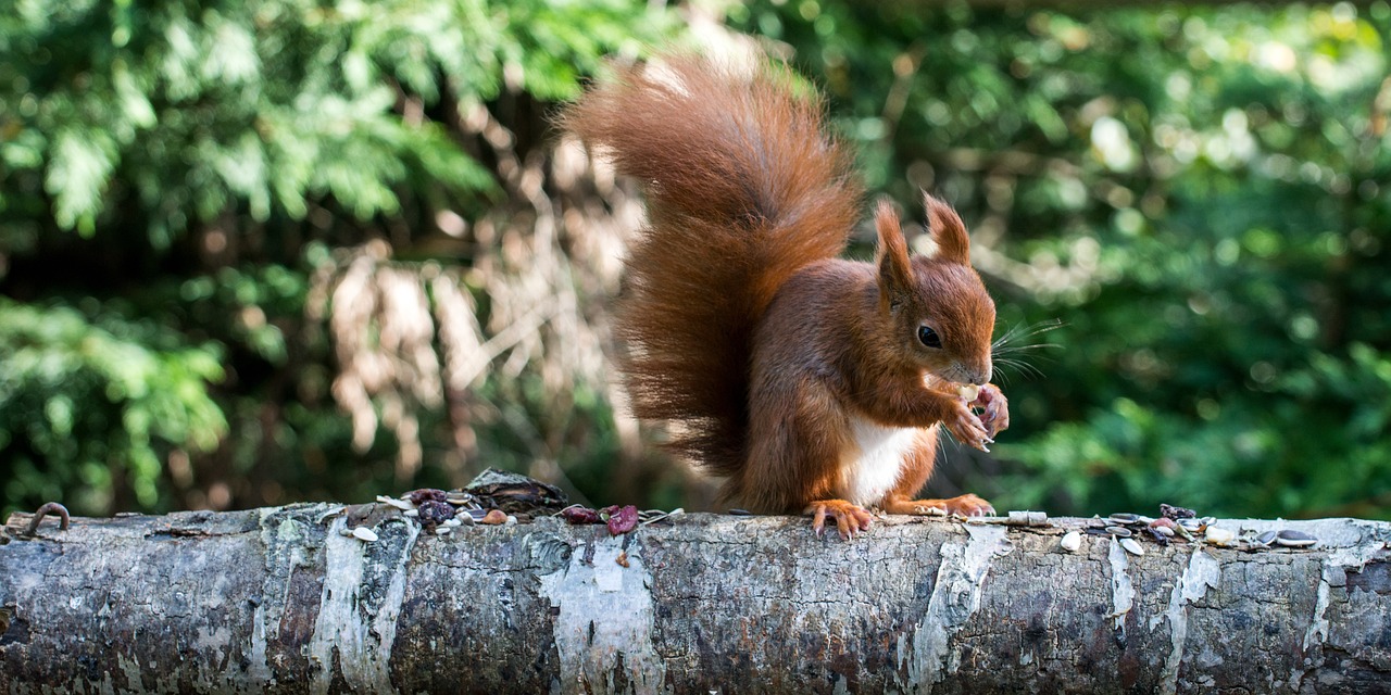 Squirrel Chipmunk Rodent - Free photo on Pixabay