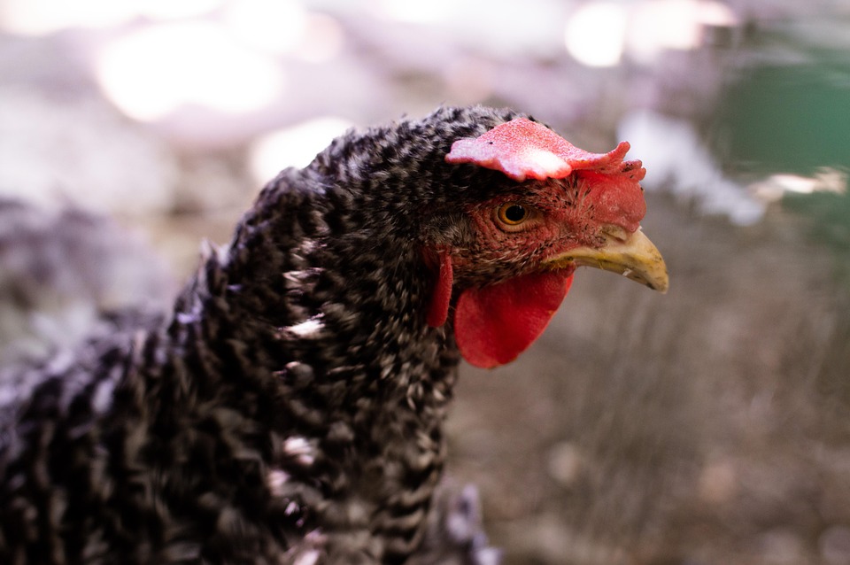 Hen Farm Chicken - Free photo on Pixabay - Pixabay