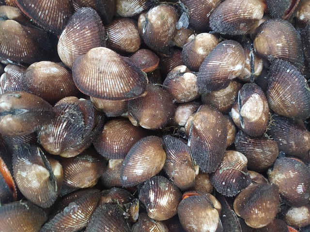 Blood Cockle Seafood - Free photo on Pixabay