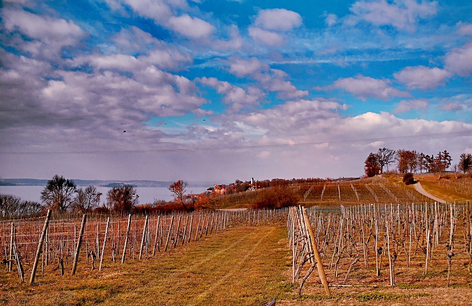 Viticulture Vignoble Vignes - Photo gratuite sur Pixabay - Pixabay