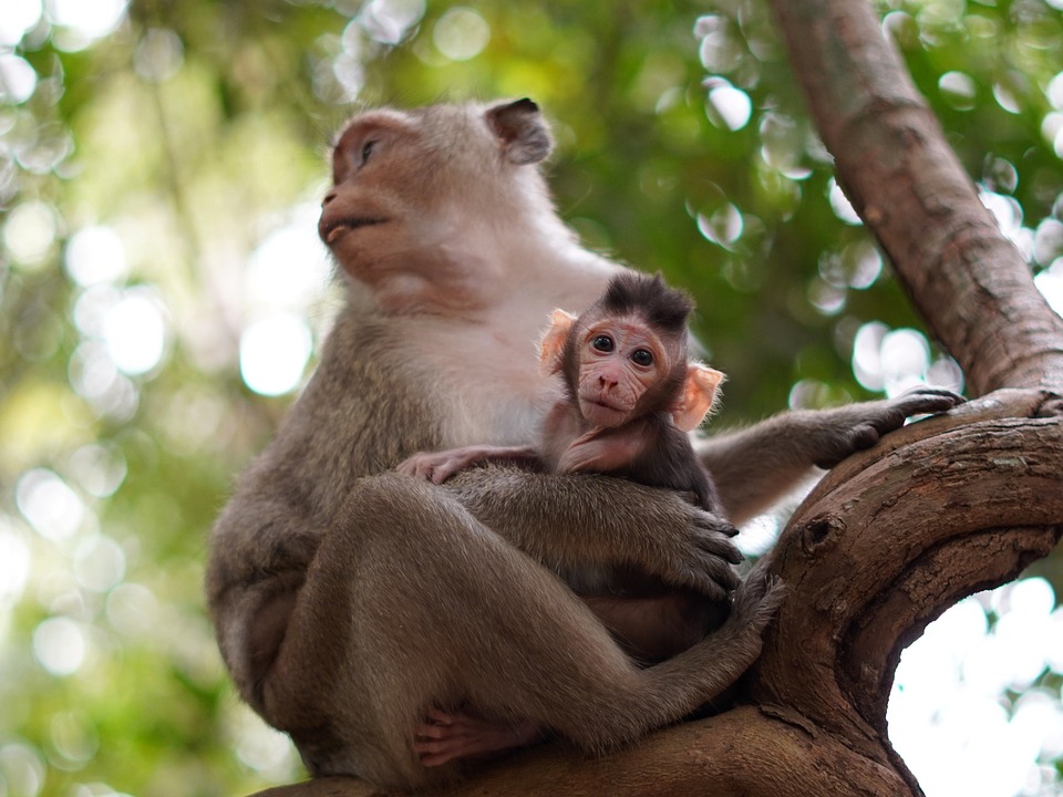 Mono Bebé Madre - Foto gratis en Pixabay - Pixabay