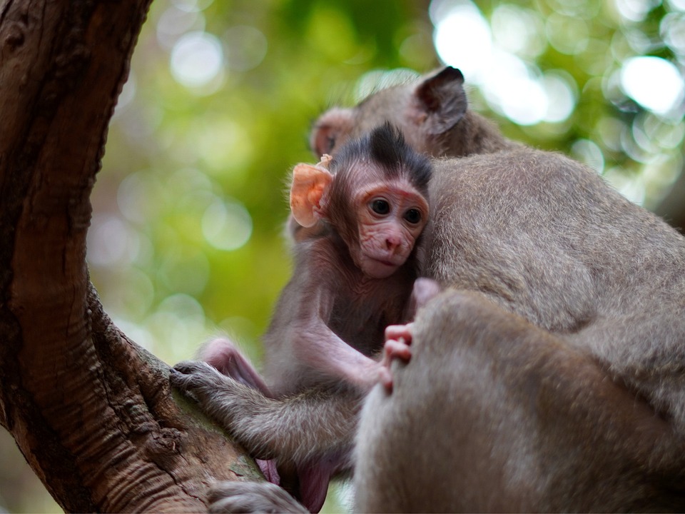 Macaco Bebê Mãe - Foto gratuita no Pixabay - Pixabay