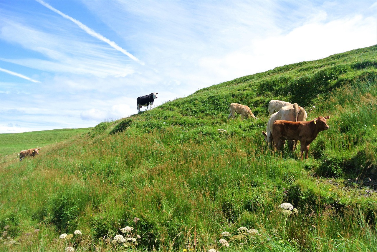 Vacas Pasto Hill - Foto gratuita no Pixabay - Pixabay