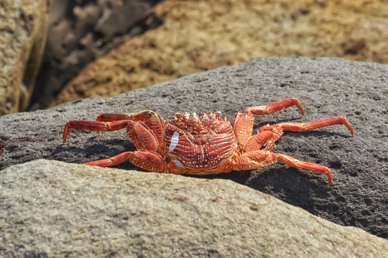 Crabe Animal Marin Faune - Photo gratuite sur Pixabay - Pixabay
