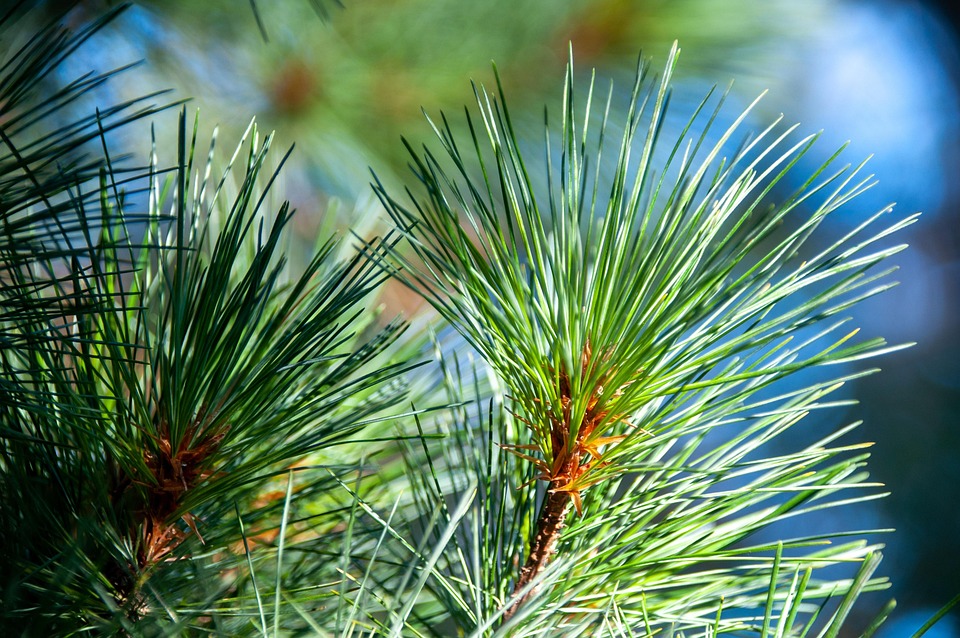 Nadelbaum Natur - Kostenloses Foto auf Pixabay - Pixabay