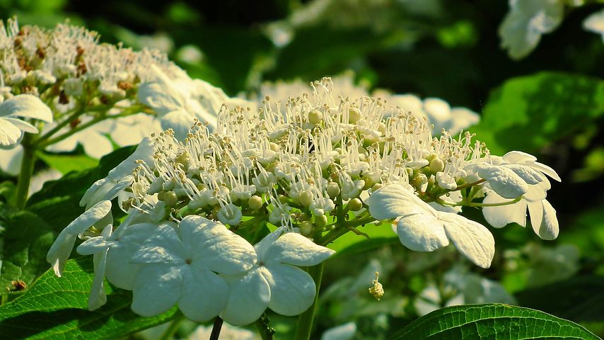 100+ Free Viburnum Flowers & Viburnum Photos - Pixabay