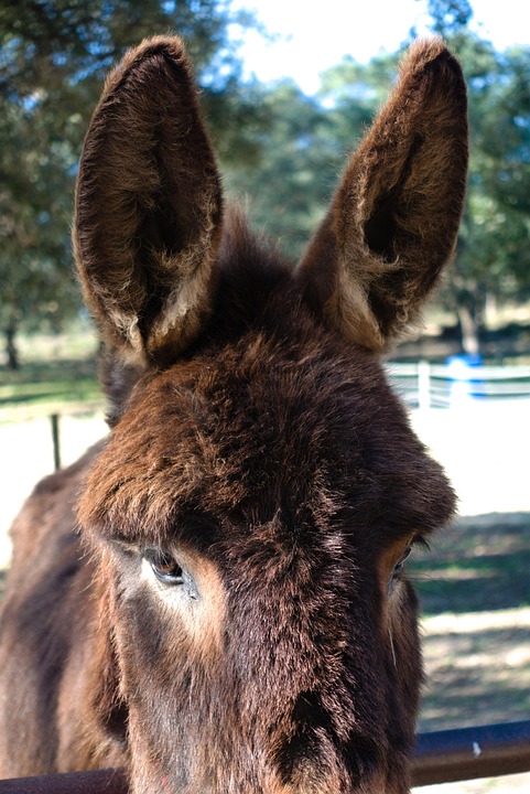 Donkey Animal Sanctuary - Free photo on Pixabay