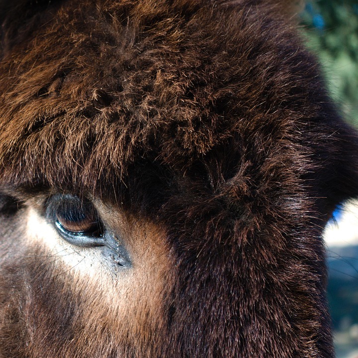 Donkey Animal Close Up - Free photo on Pixabay