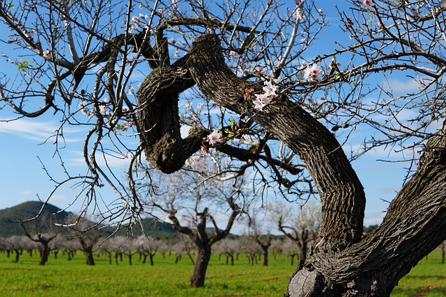 Más de 500 000 imágenes gratis de Almendros En Flor y Almendro - Pixabay