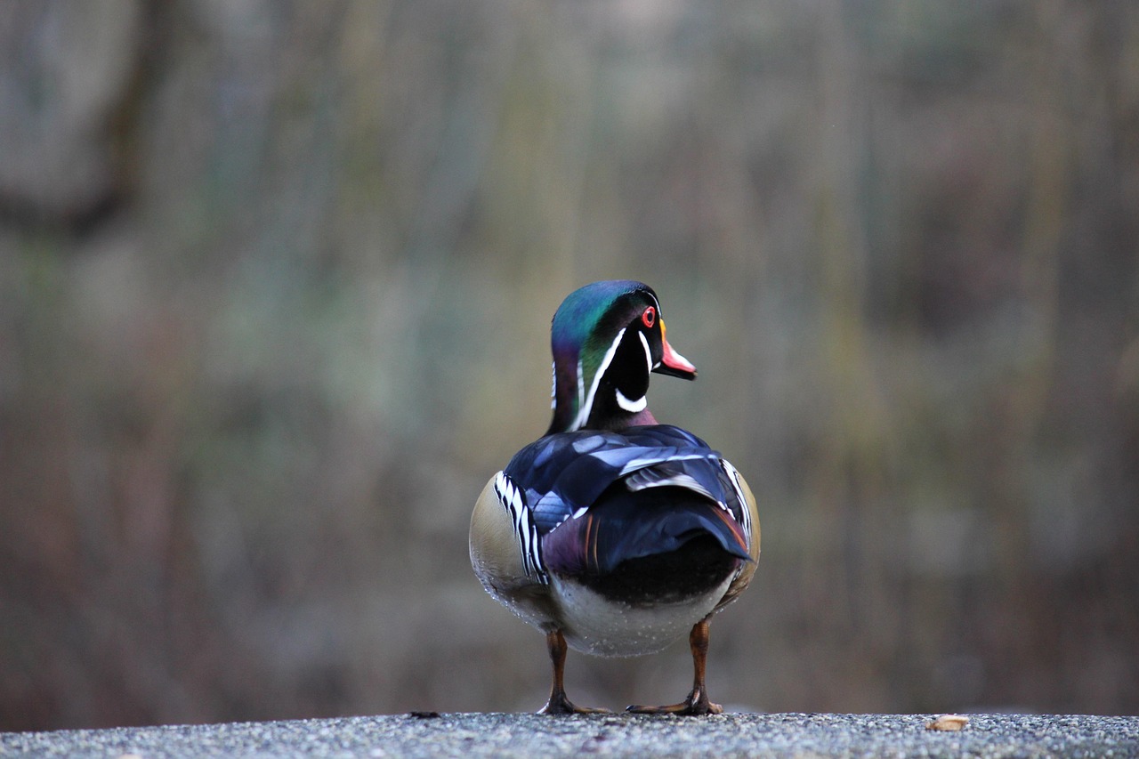 Plus de 100 photos gratuites de Wood Ducks et de Canard - Pixabay