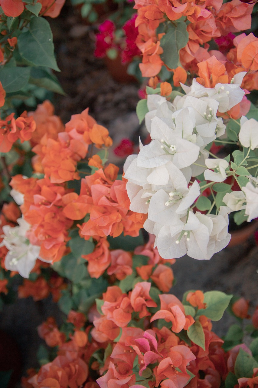 Flower Bloom Blossom - Free photo on Pixabay - Pixabay