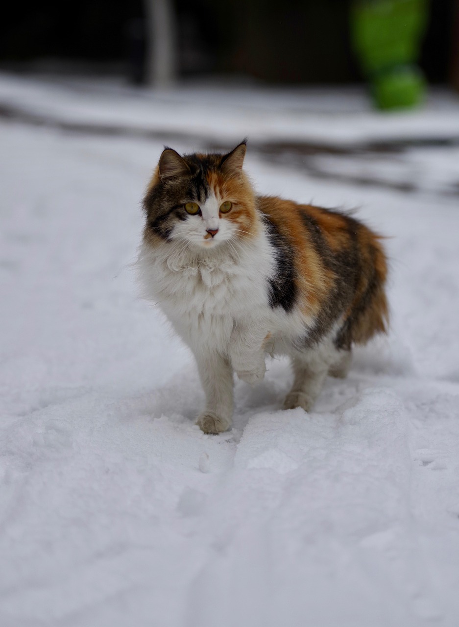 200+ Free Calico Cat & Cat Images - Pixabay