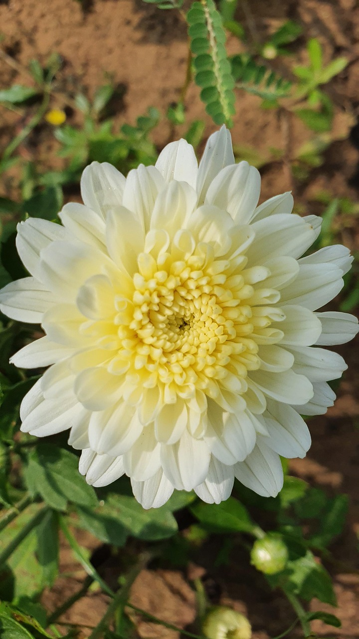 Planta Com Flor Florgrama Estilos - Foto gratuita no Pixabay - Pixabay