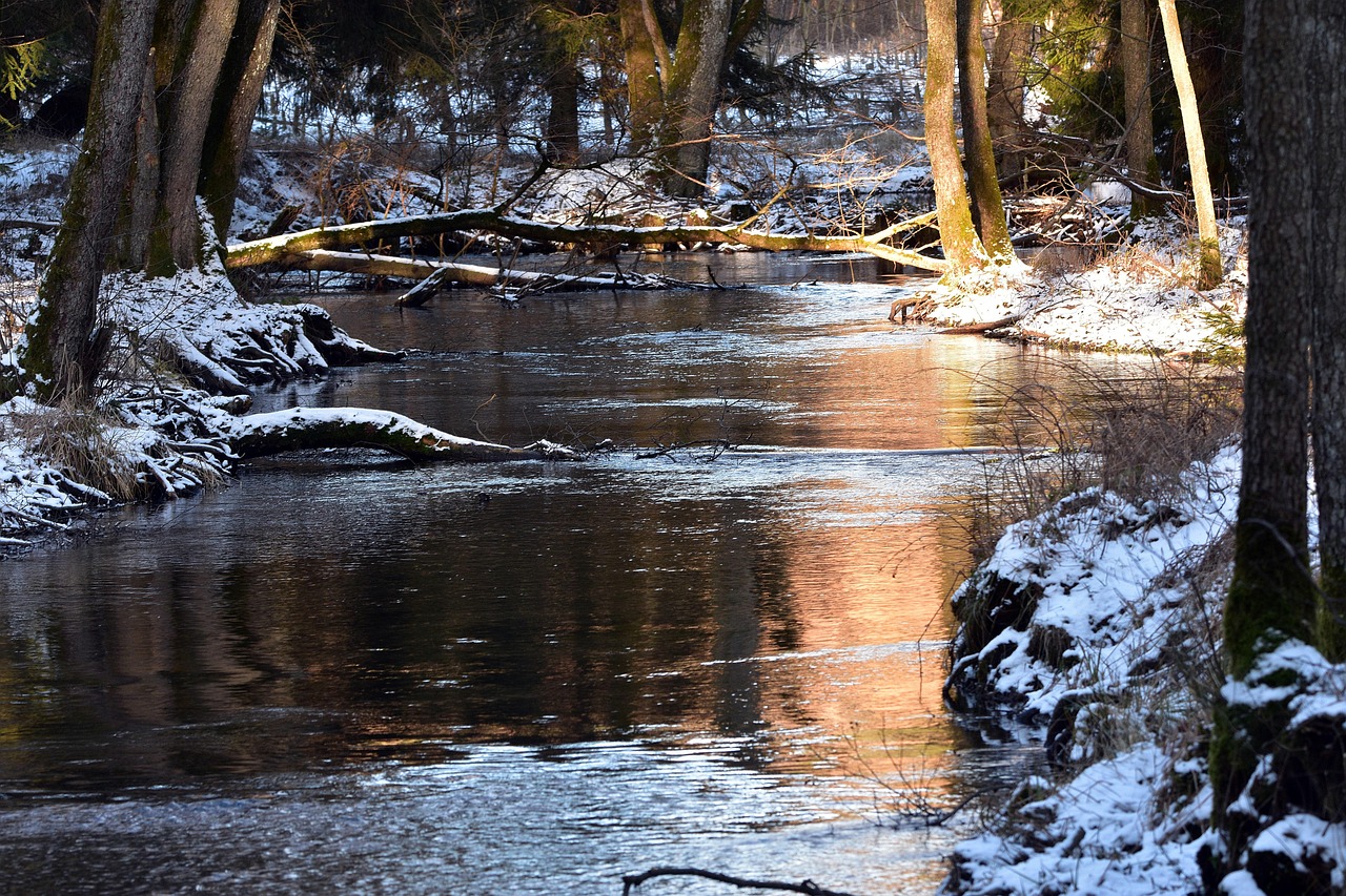 100,000+ Free Forest Creek & Creek Images - Pixabay