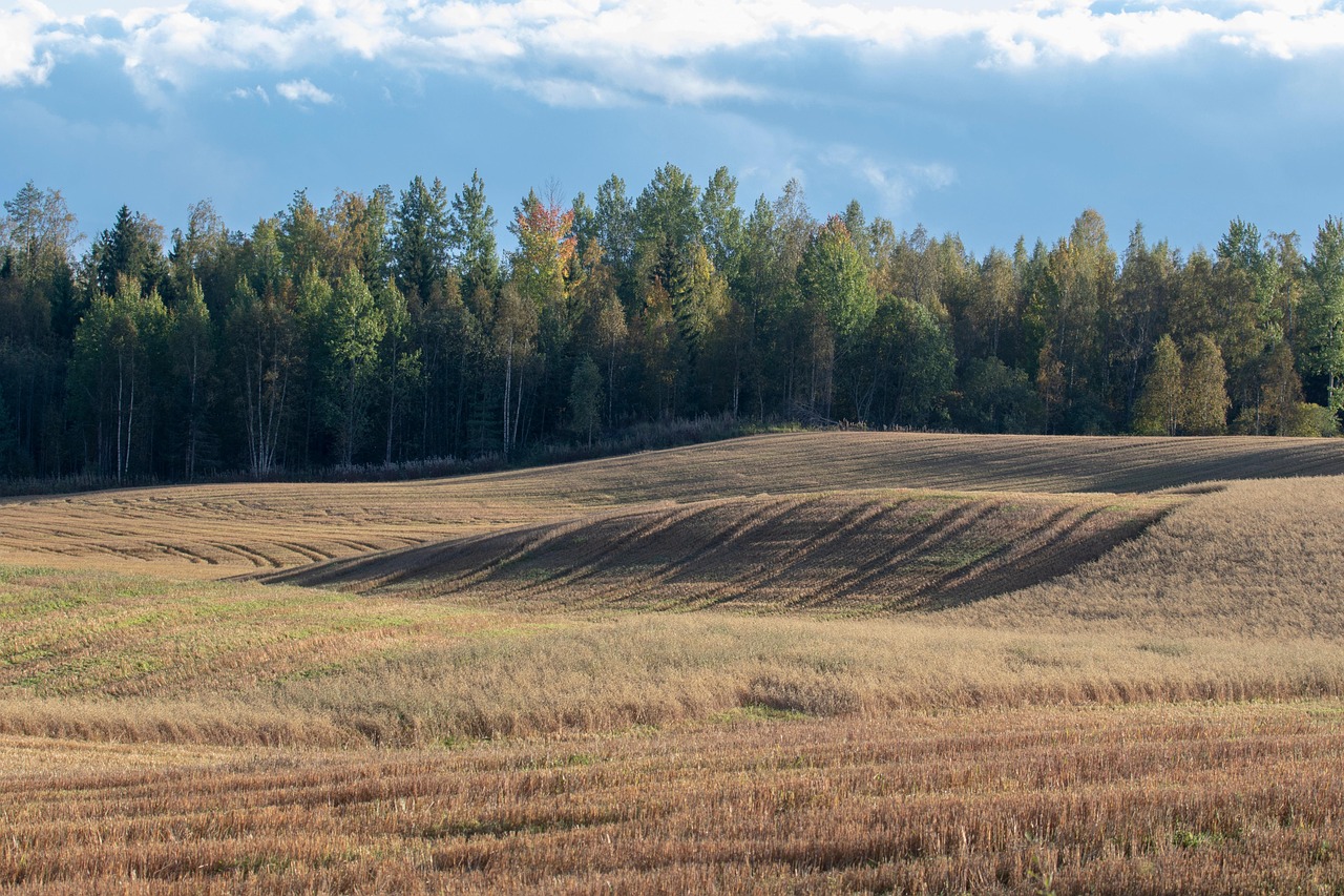 Countryside Field Forest - Free photo on Pixabay - Pixabay