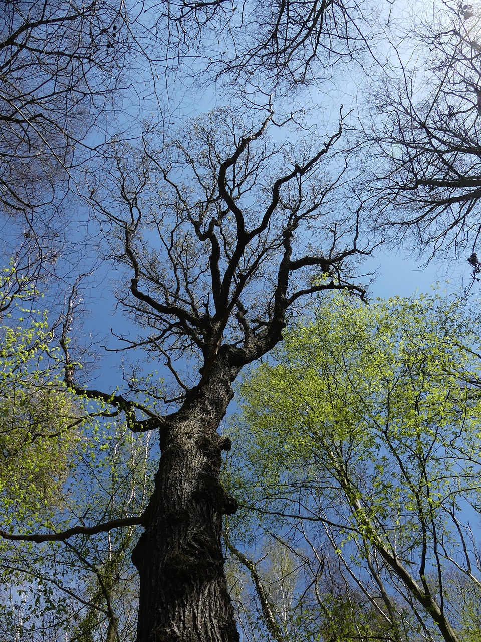 Arvores Floresta Primavera - Foto gratuita no Pixabay - Pixabay