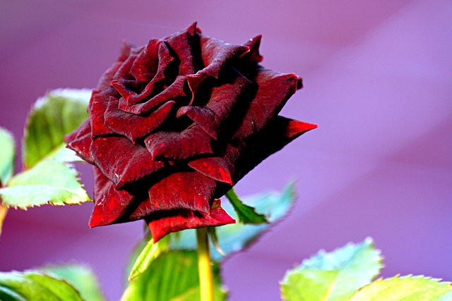 Rose Flower Red - Free photo on Pixabay