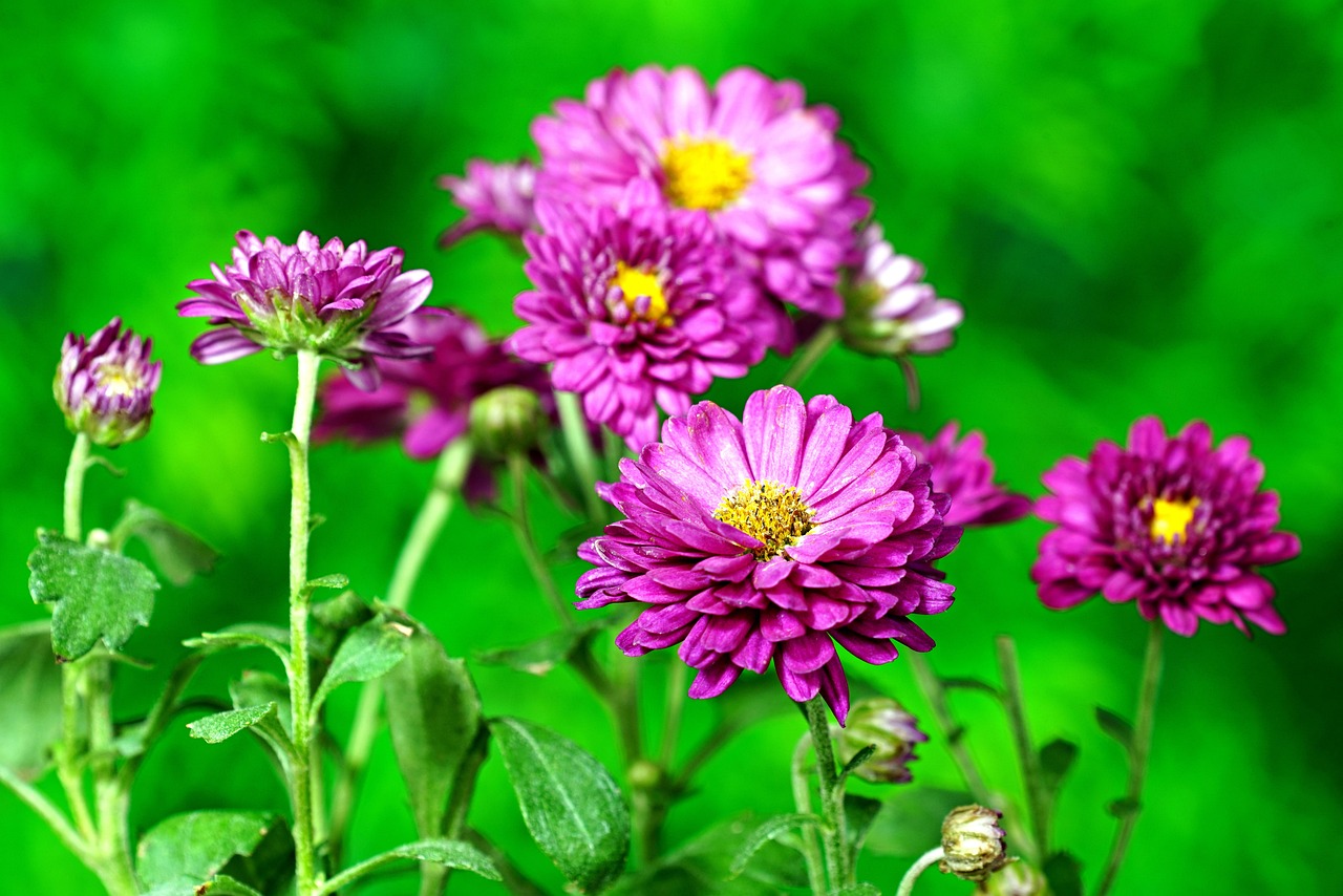 Flower Chrysanthemum Flora - Free photo on Pixabay - Pixabay
