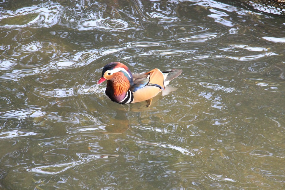 Bebek Burung Air Danau Unggas - Foto gratis di Pixabay - Pixabay