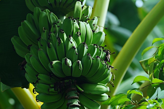 100+ kostenlose Bananenbaum und Natur-Bilder - Pixabay