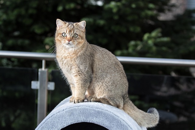 Gato British Shorthair Al Aire - Foto gratis en Pixabay - Pixabay