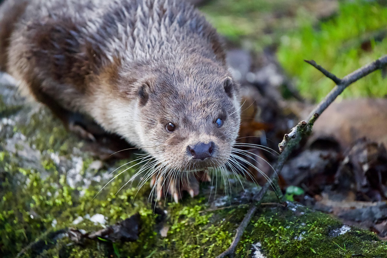 Animal Nutria Mamífero - Foto gratis en Pixabay - Pixabay