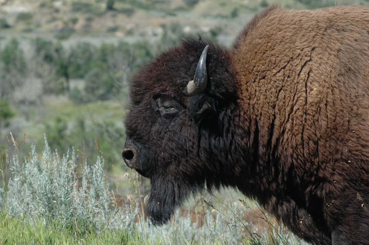 Buffalo Theodore Roosevelt - Free photo on Pixabay
