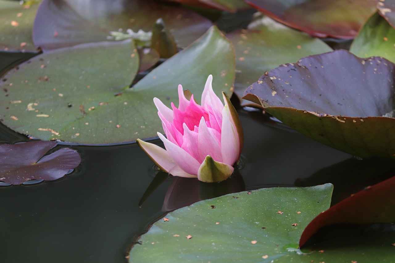 Lirio De Agua Flor Estanque - Foto gratis en Pixabay - Pixabay