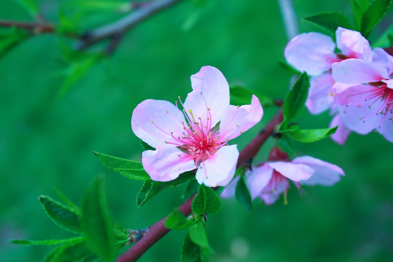 Fleur De Pêche Fleurs Le Printemps - Photo gratuite sur Pixabay - Pixabay