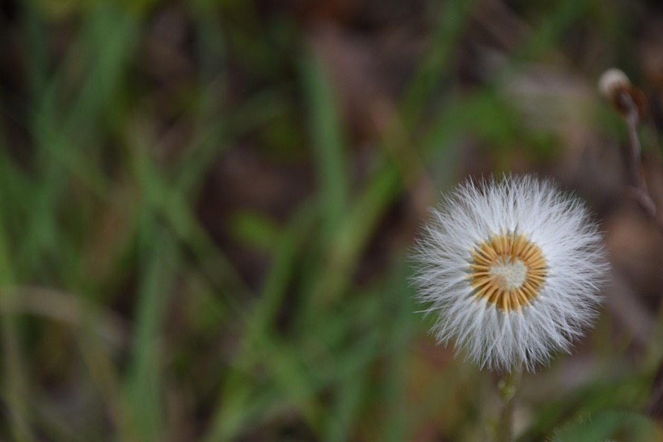 Kukka Voikukka Wildflower - Ilmainen valokuva Pixabayssa - Pixabay