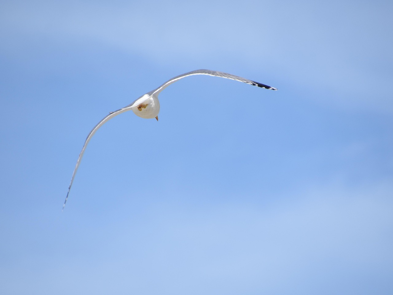 Seagull Flyg Flyga - Gratis foto på Pixabay