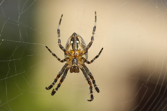 Spider Arachnid Animal - Free photo on Pixabay - Pixabay