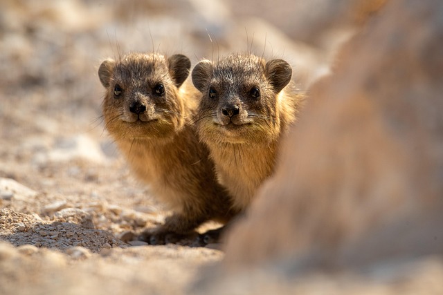 Animal Hyrax Mammal - Free photo on Pixabay